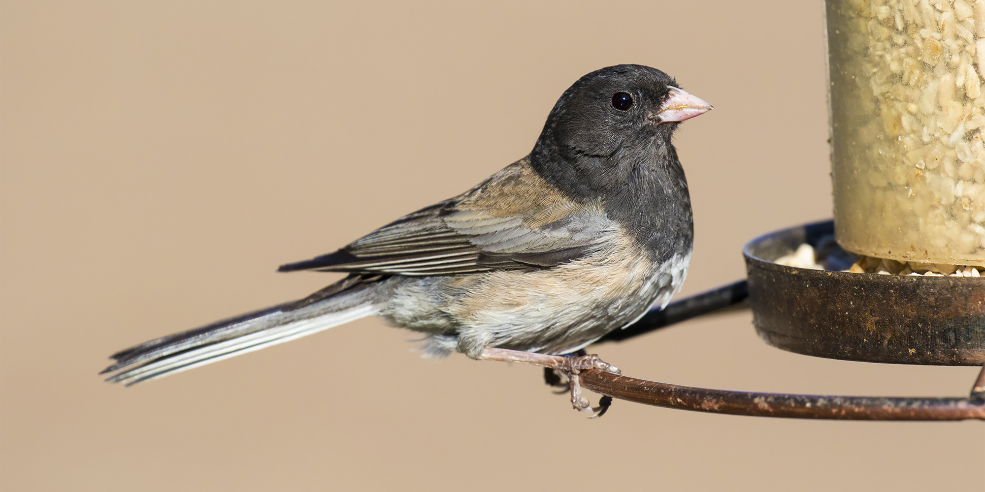 How Do We Define Bird ‘Species?’ How Do We Define Bird ‘Species?’